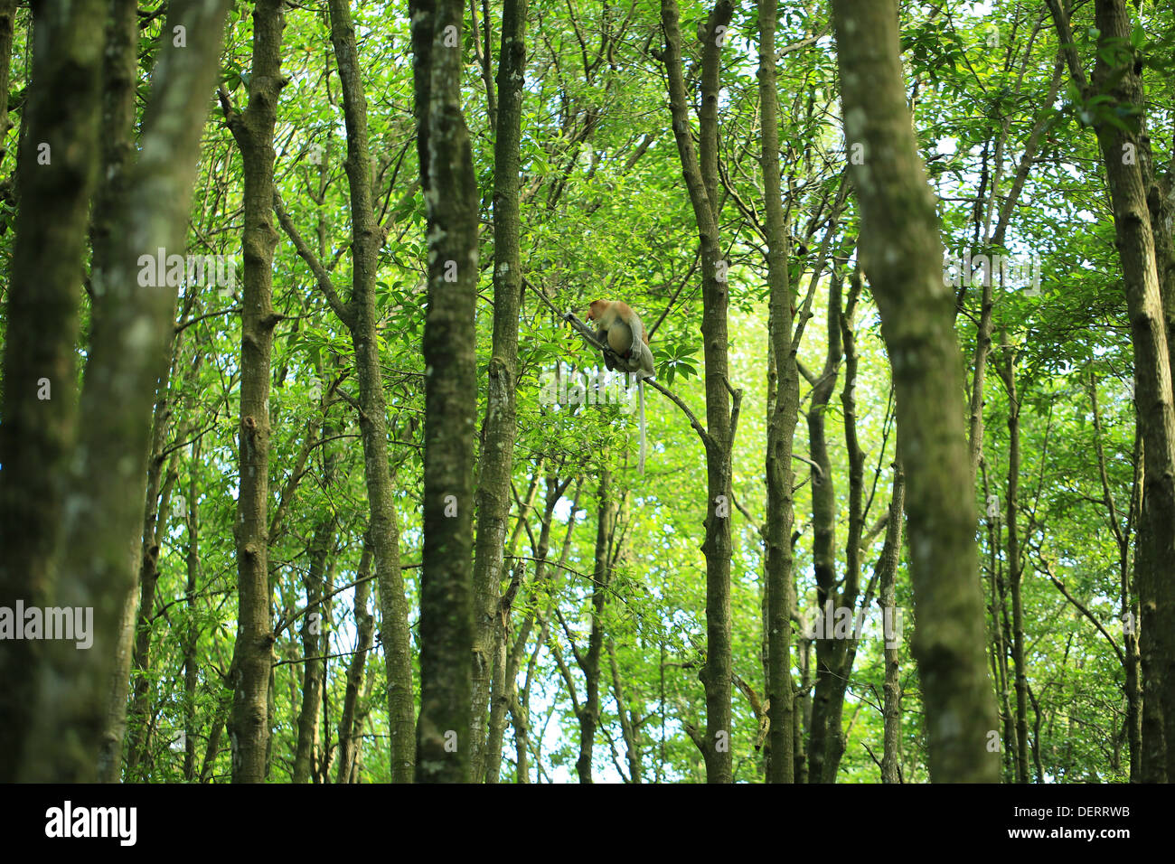 Long nosed monkey called Bekantan in mangrove forest in Tarakan ...