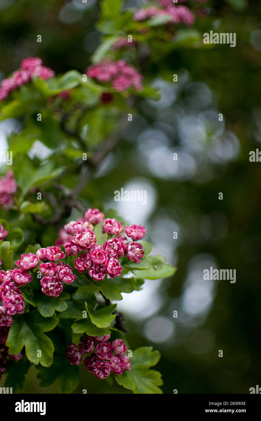 Hawthorne flowers and leaves Stock Photo - Alamy