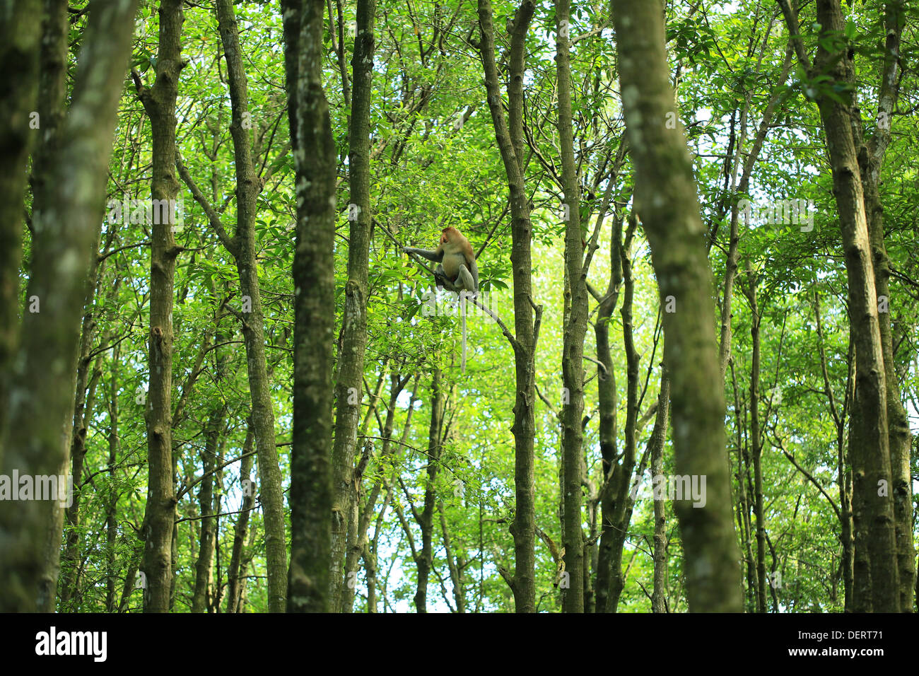 Long nosed monkey called Bekantan in mangrove forest in Tarakan ...