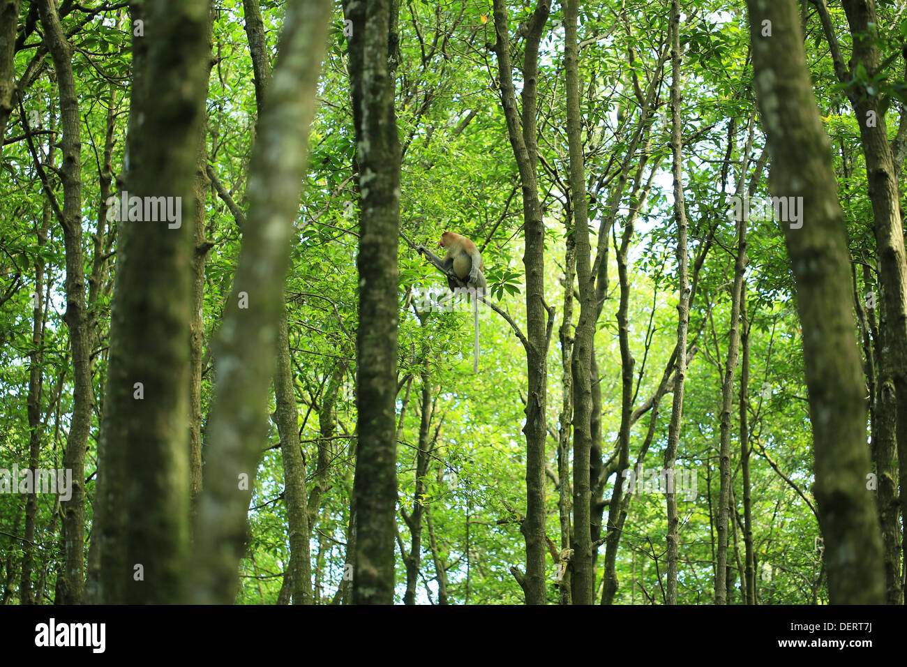 Long nosed monkey called Bekantan in mangrove forest in Tarakan ...