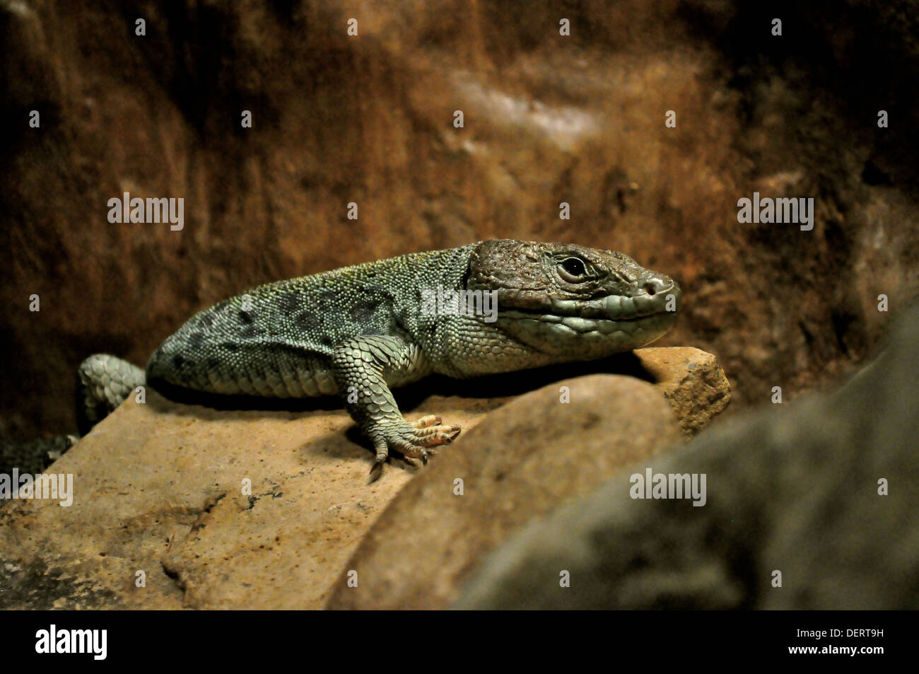 Lizard on a rock Stock Photo - Alamy