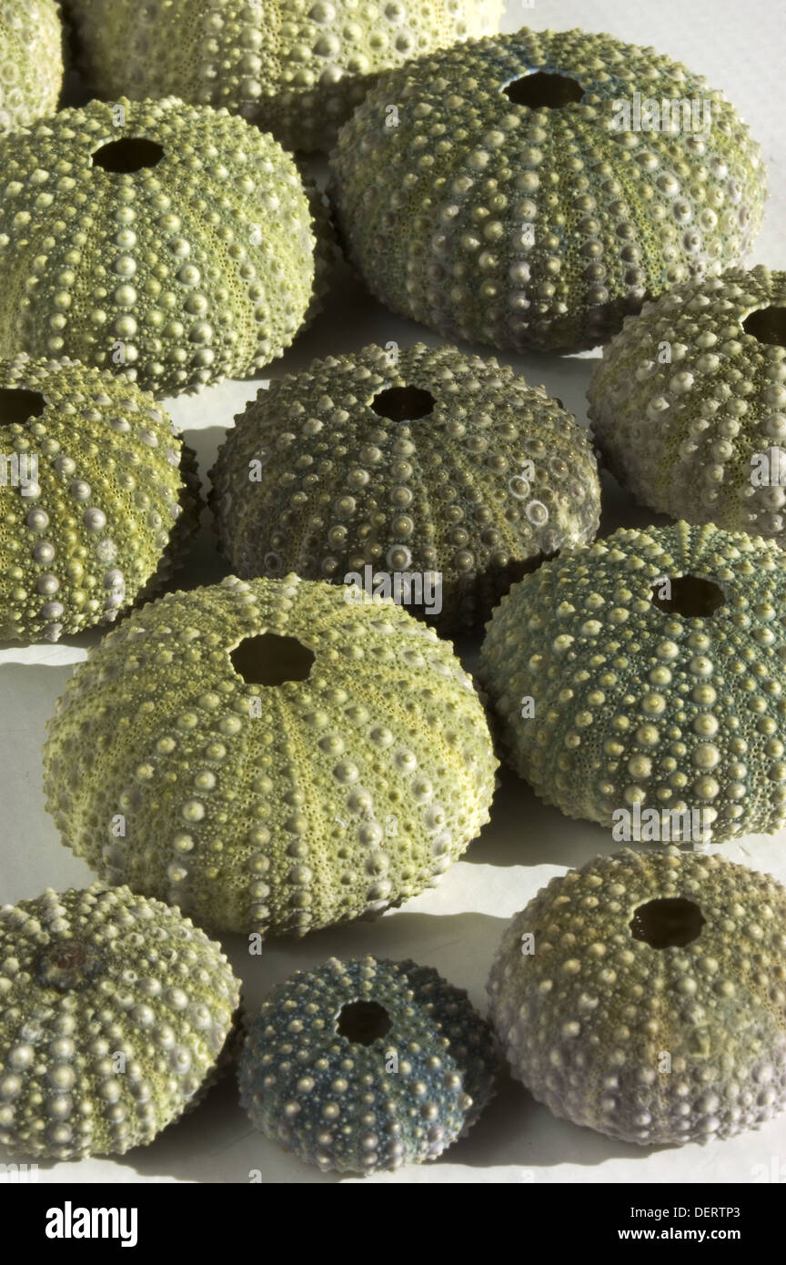 Class Echinoidea Fossil