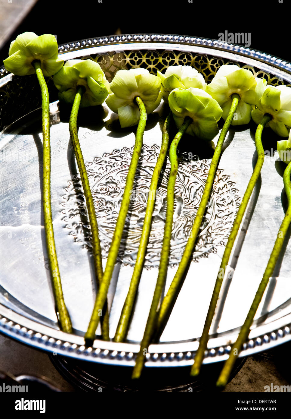 Lotus flowers offering Stock Photo - Alamy