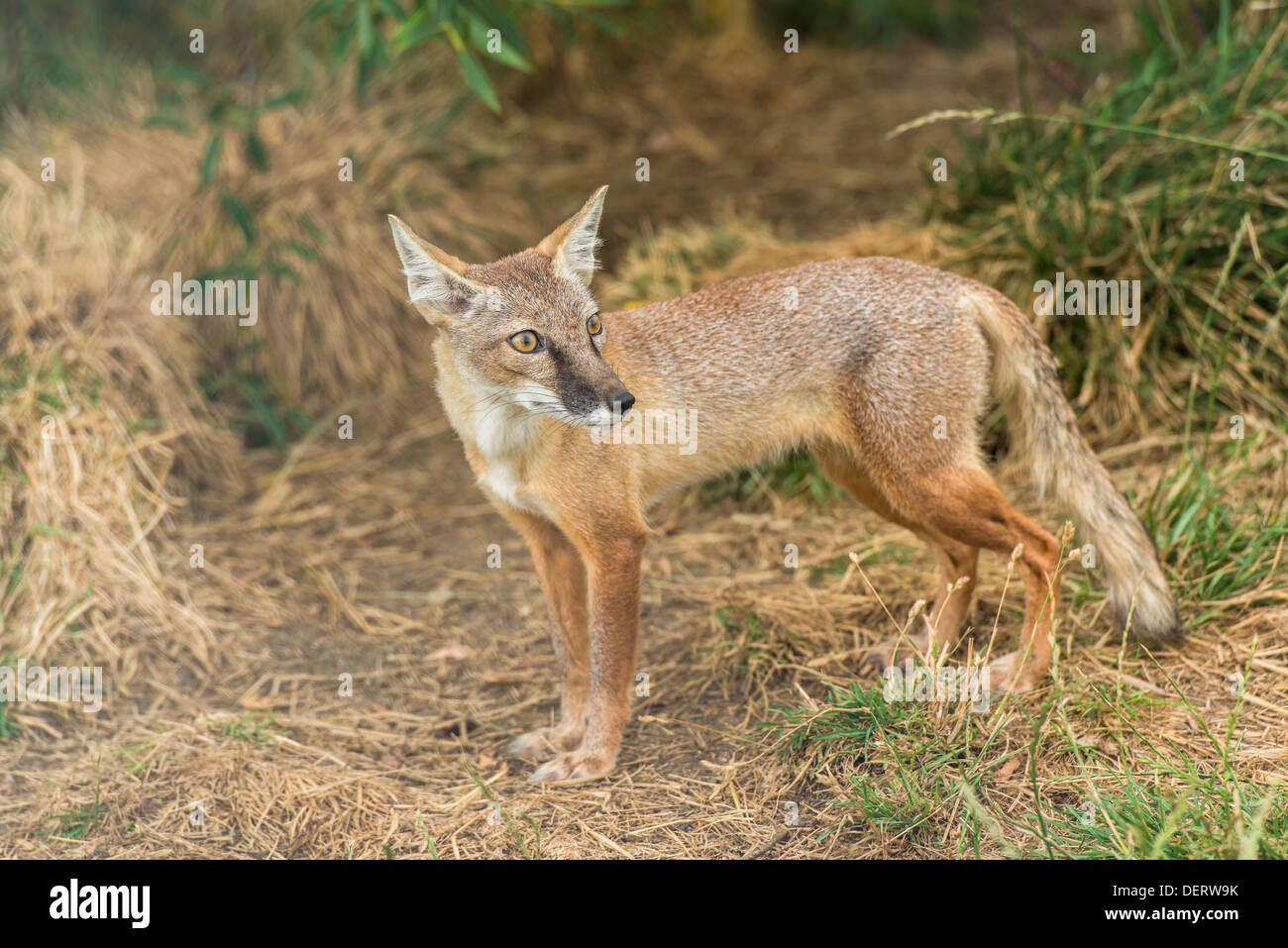 Corsac fox, vulpes corsac Stock Photo - Alamy