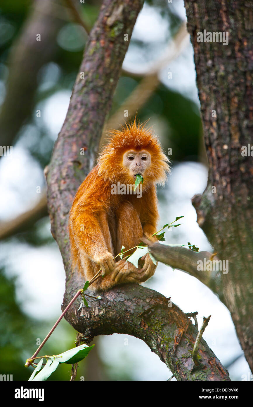 Presbytis comata hi-res stock photography and images - Alamy