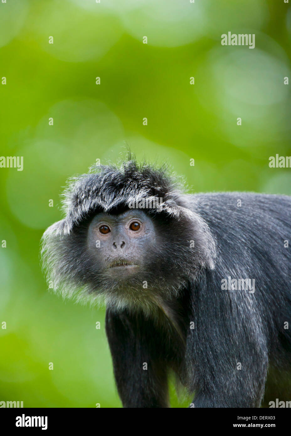 Presbytis comata hi-res stock photography and images - Alamy