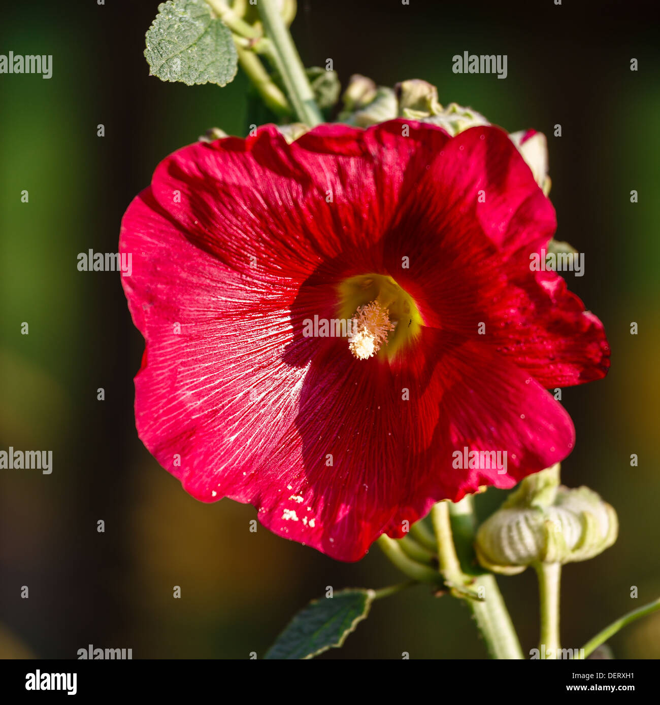 Mallow plants hi-res stock photography and images - Alamy