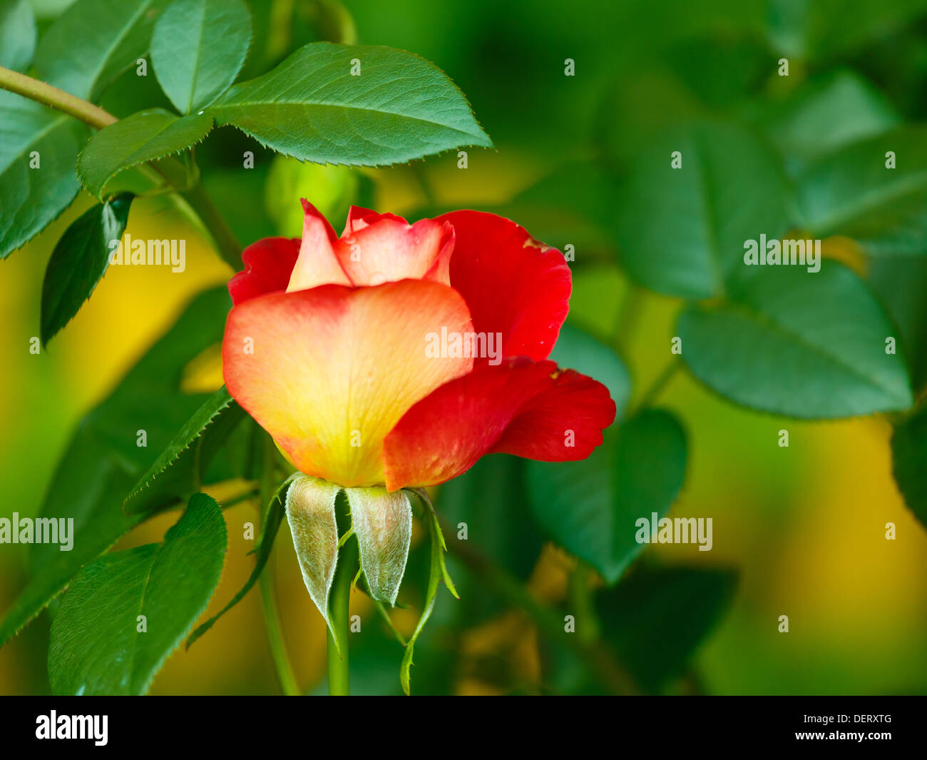 Red rose plants hi-res stock photography and images - Alamy