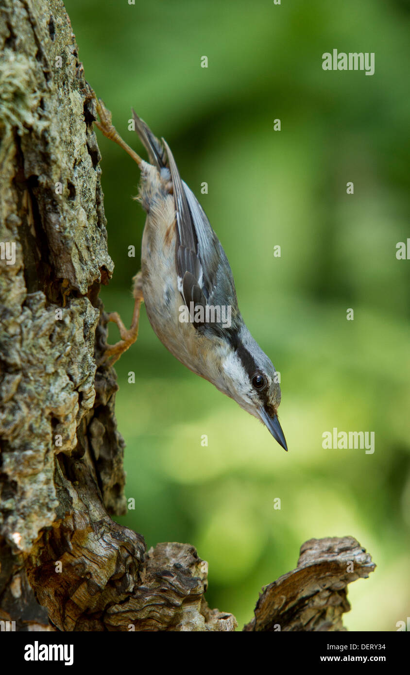Nuthatch walking down a tree Stock Photo - Alamy