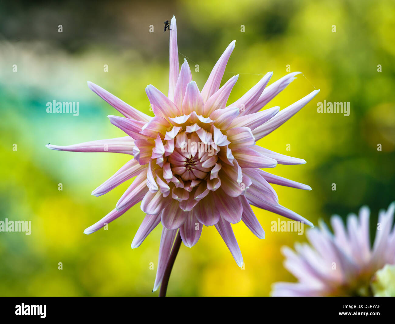 Dahlia light hi-res stock photography and images - Alamy