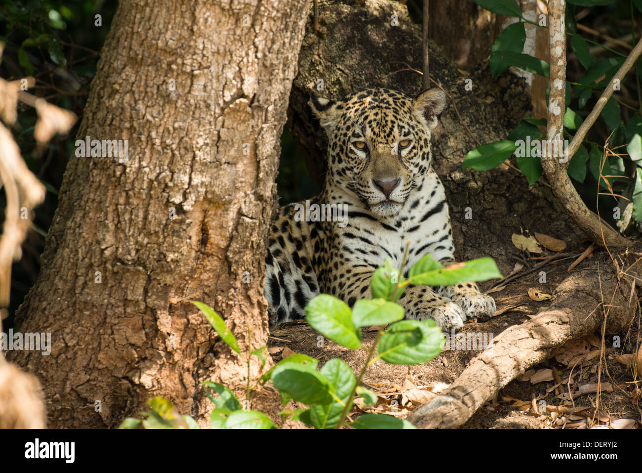 Jaguar resting on the riverbank in the Pantanal, Brazil Stock Photo - Alamy