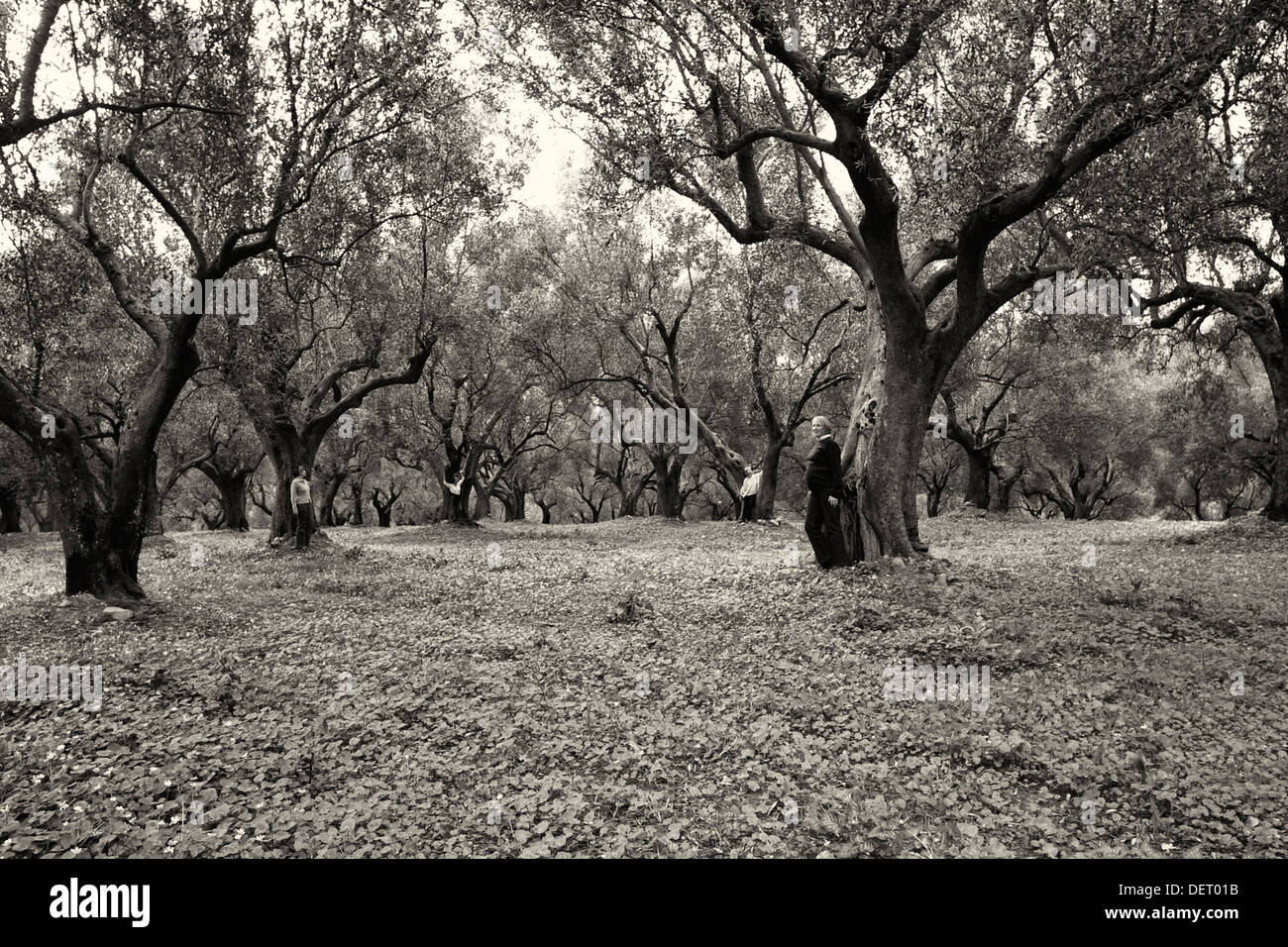 Olive grove with improvised performance Stock Photo - Alamy