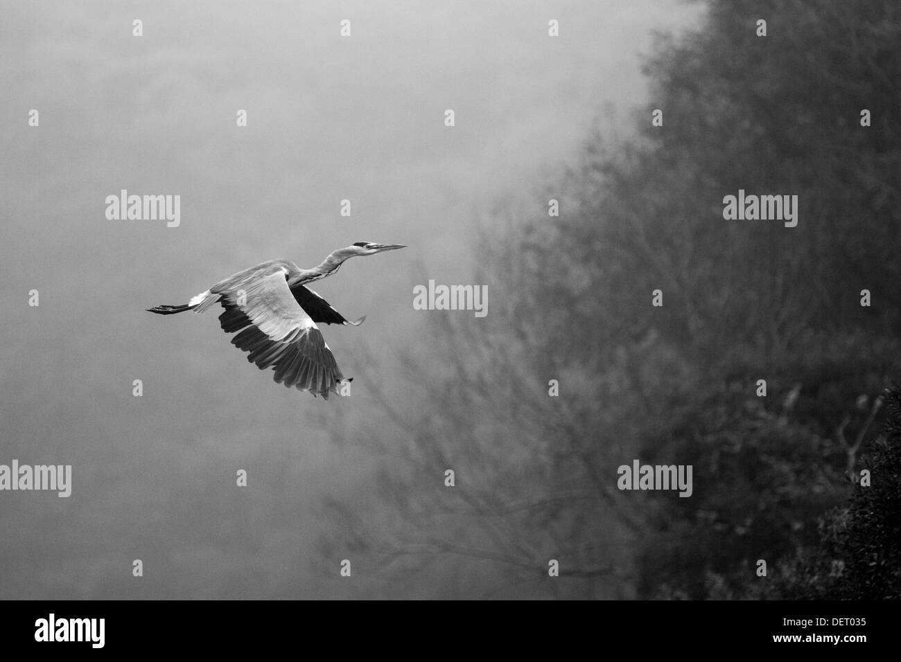 Grey Heron (ardea cinerea) flying into trees Stock Photo - Alamy