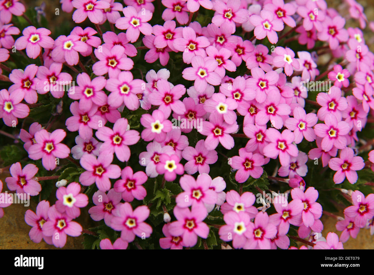 Kew Gardens Alpine Greenhouse High Resolution Stock Photography and ...
