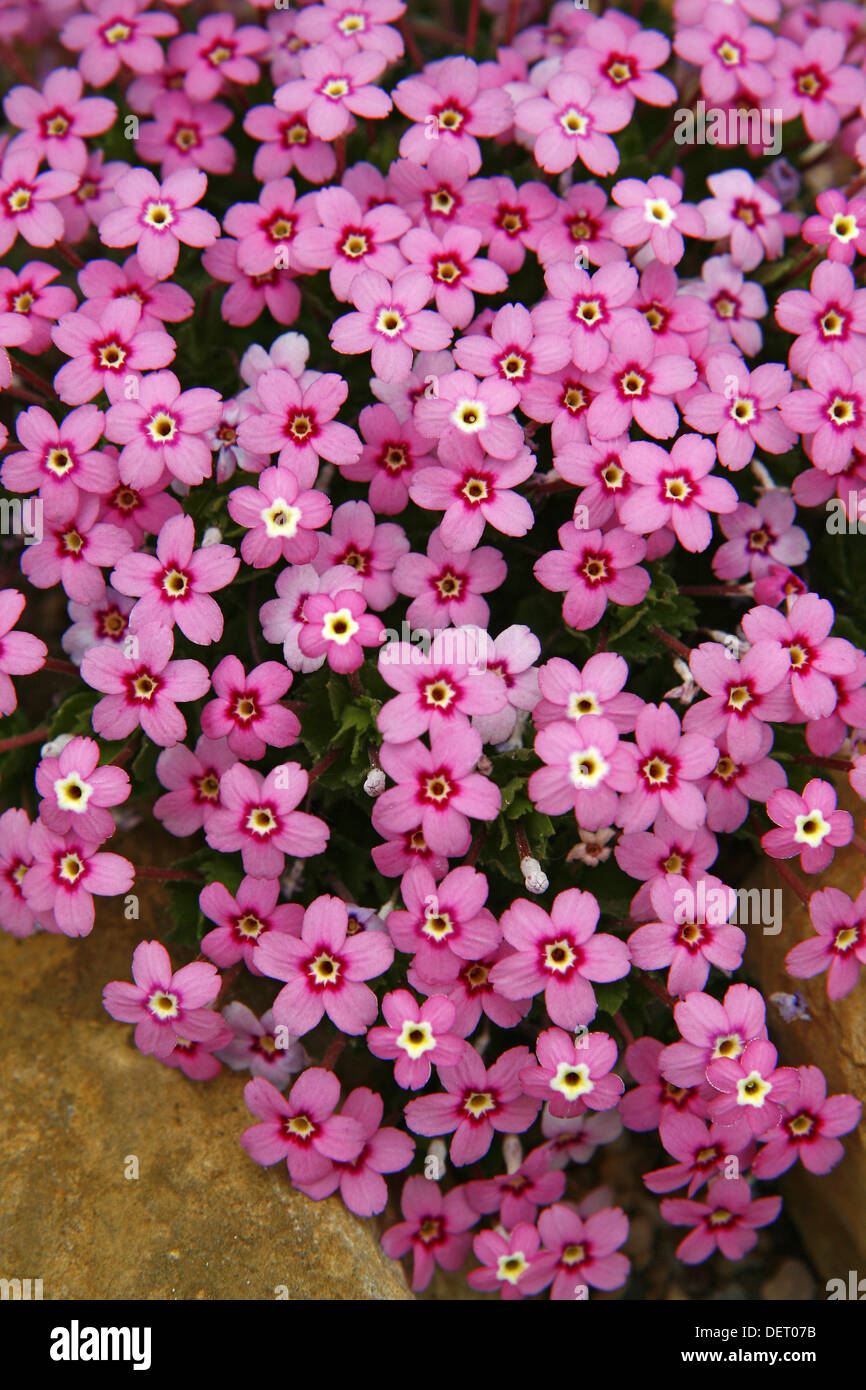 Kew Gardens Alpine Greenhouse High Resolution Stock Photography and ...