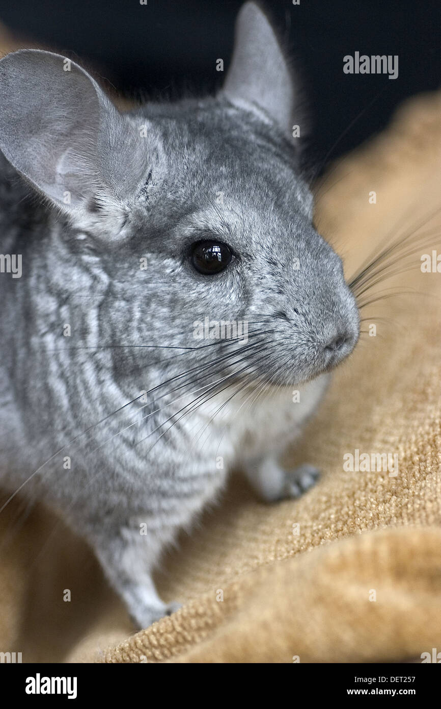 Native creature hi-res stock photography and images - Alamy