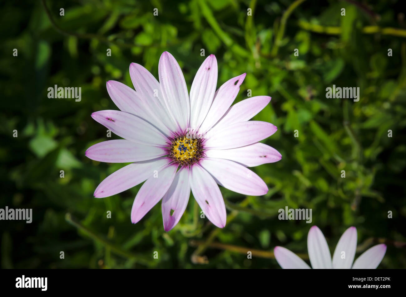 Arctic cactus hi-res stock photography and images - Alamy