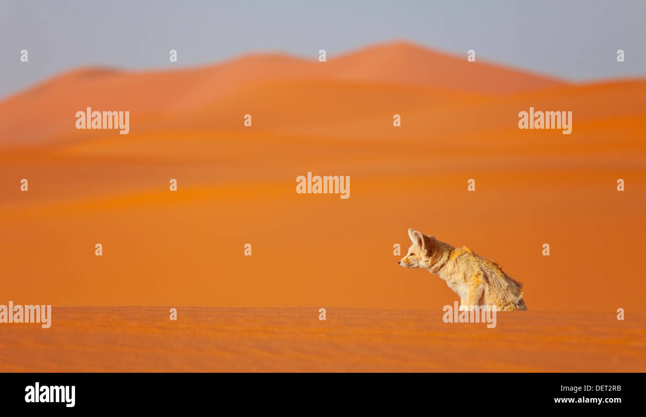 Desert fox profile hi-res stock photography and images - Alamy