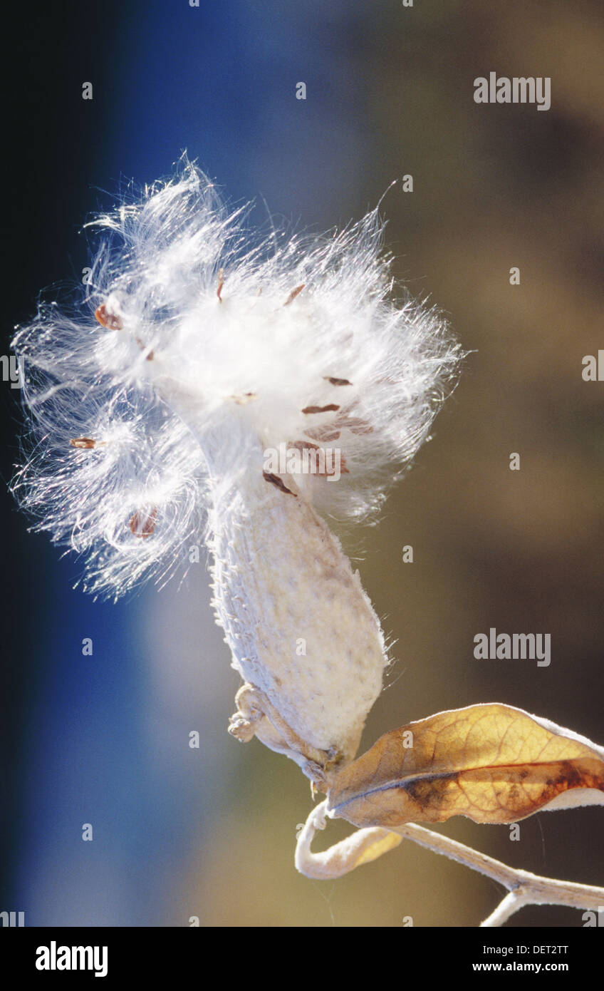 Milkweed pod seed hi-res stock photography and images - Alamy
