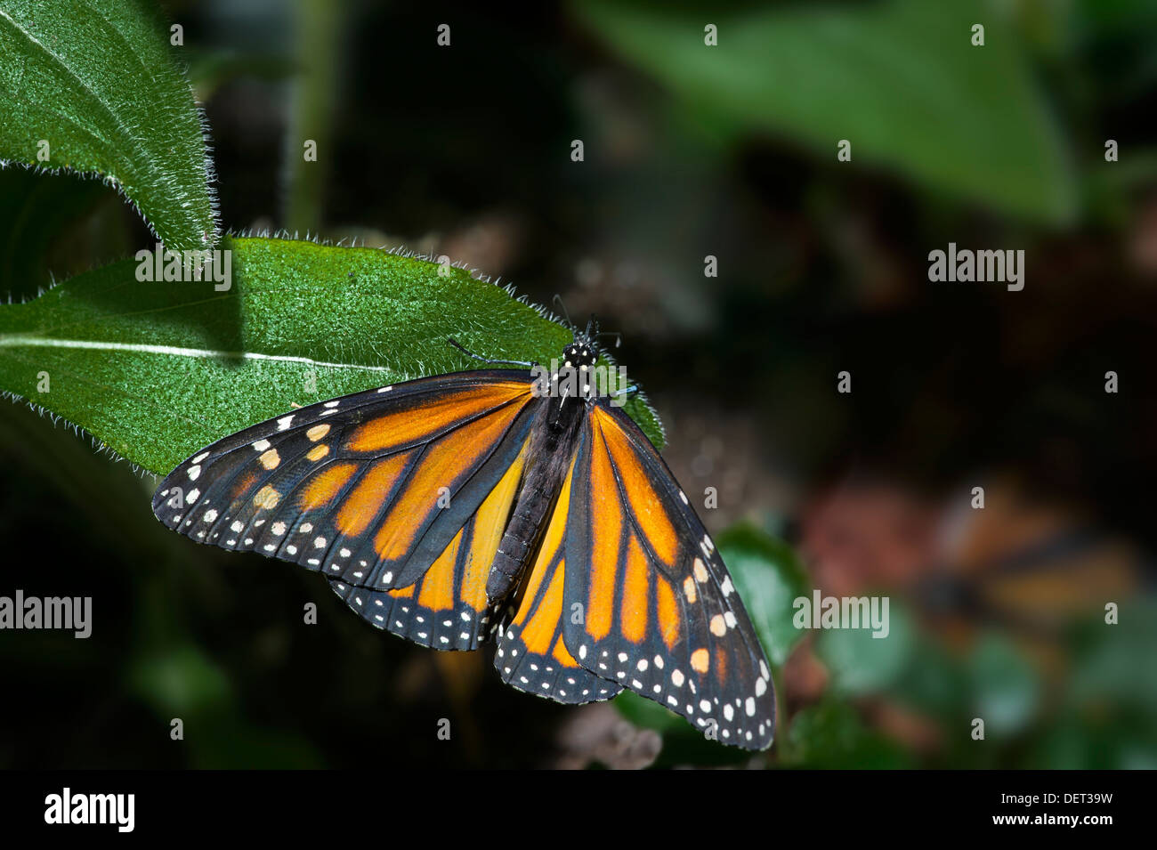 Beautiful resting butterfly hi-res stock photography and images - Alamy
