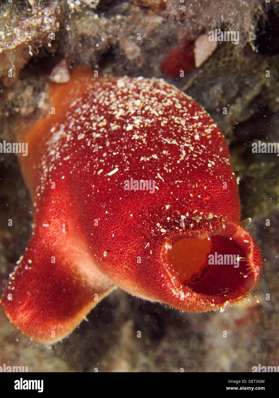 Halocynthia hi-res stock photography and images - Alamy