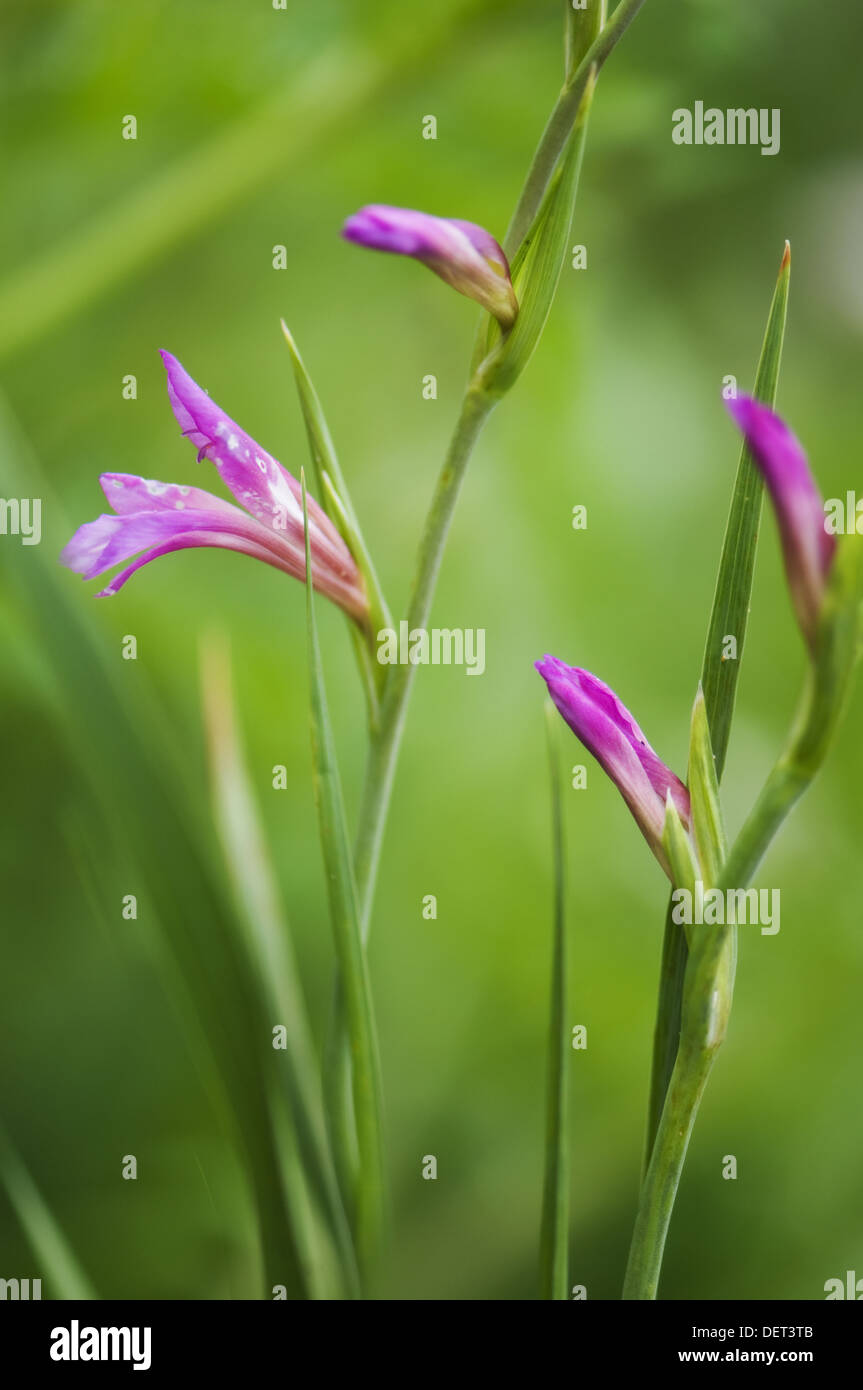 Gladiolus byzantinus flower hi-res stock photography and images - Alamy