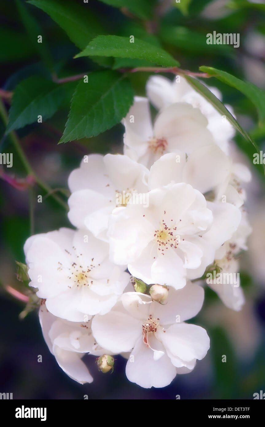 Delicate rose cluster hi-res stock photography and images - Alamy