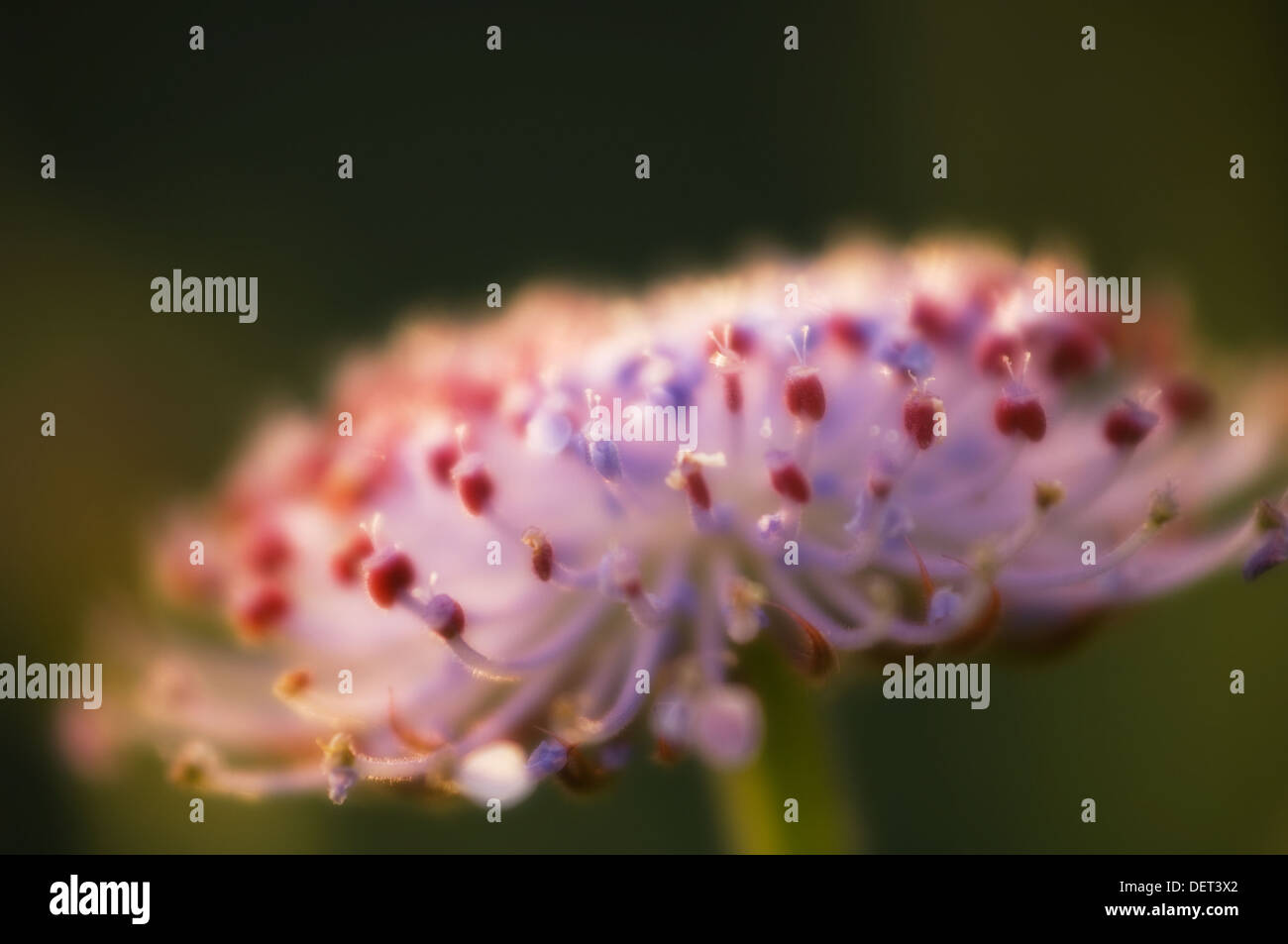 Didiscus Blue Lace High Resolution Stock Photography and Images - Alamy