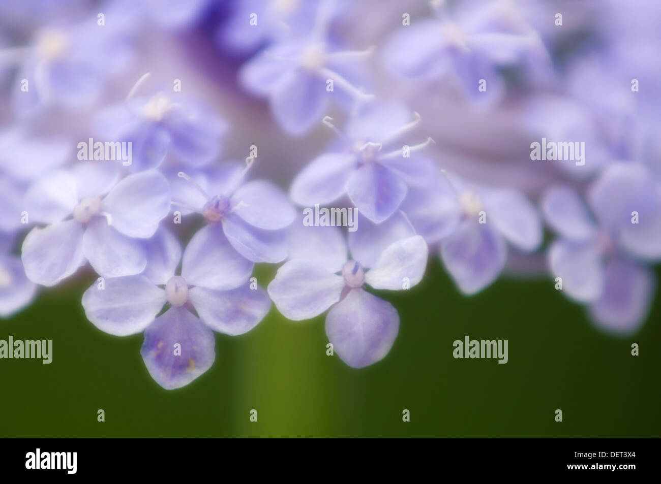 Didiscus Blue Lace High Resolution Stock Photography and Images - Alamy