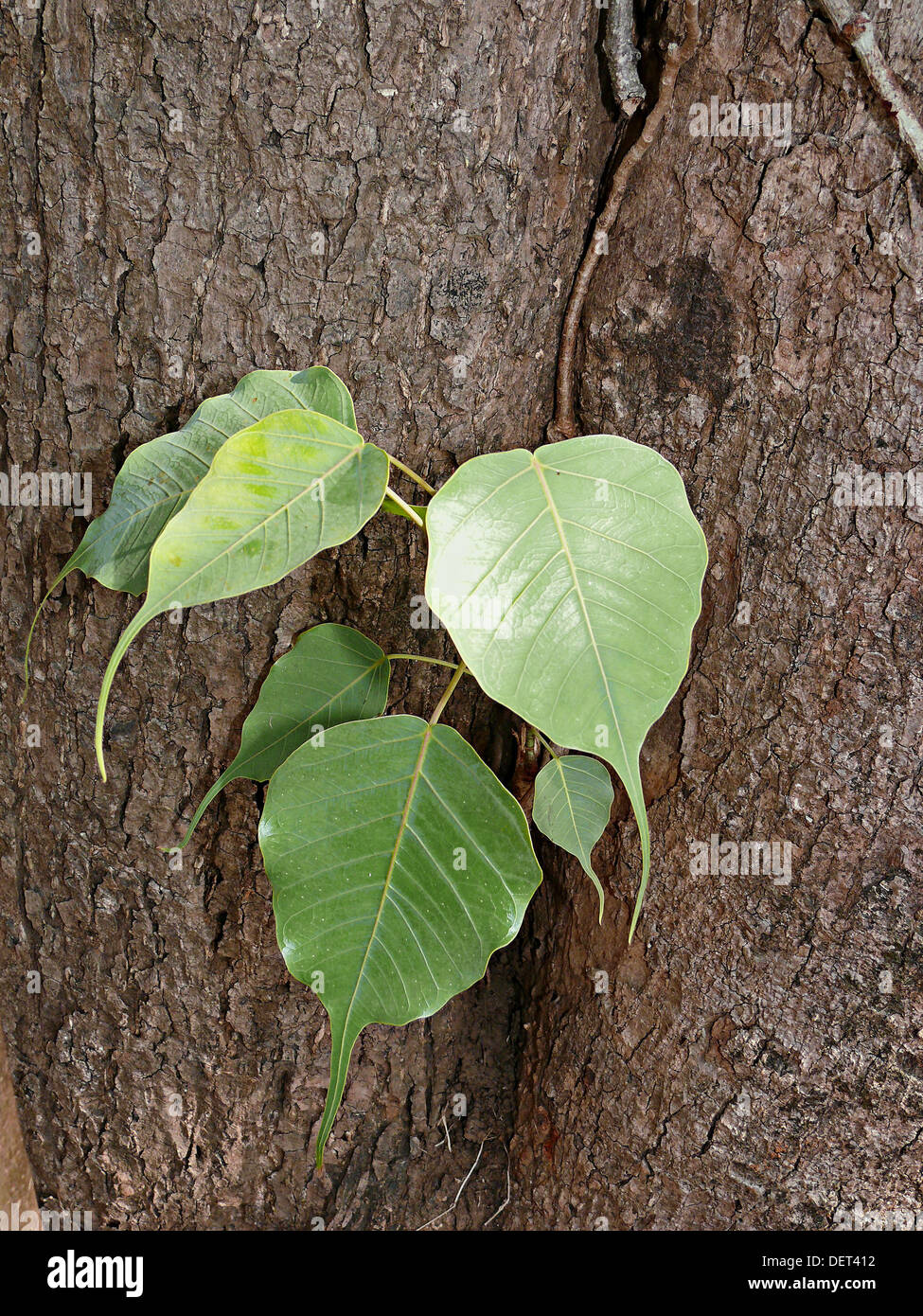 Pipal leaf image hi-res stock photography and images - Alamy