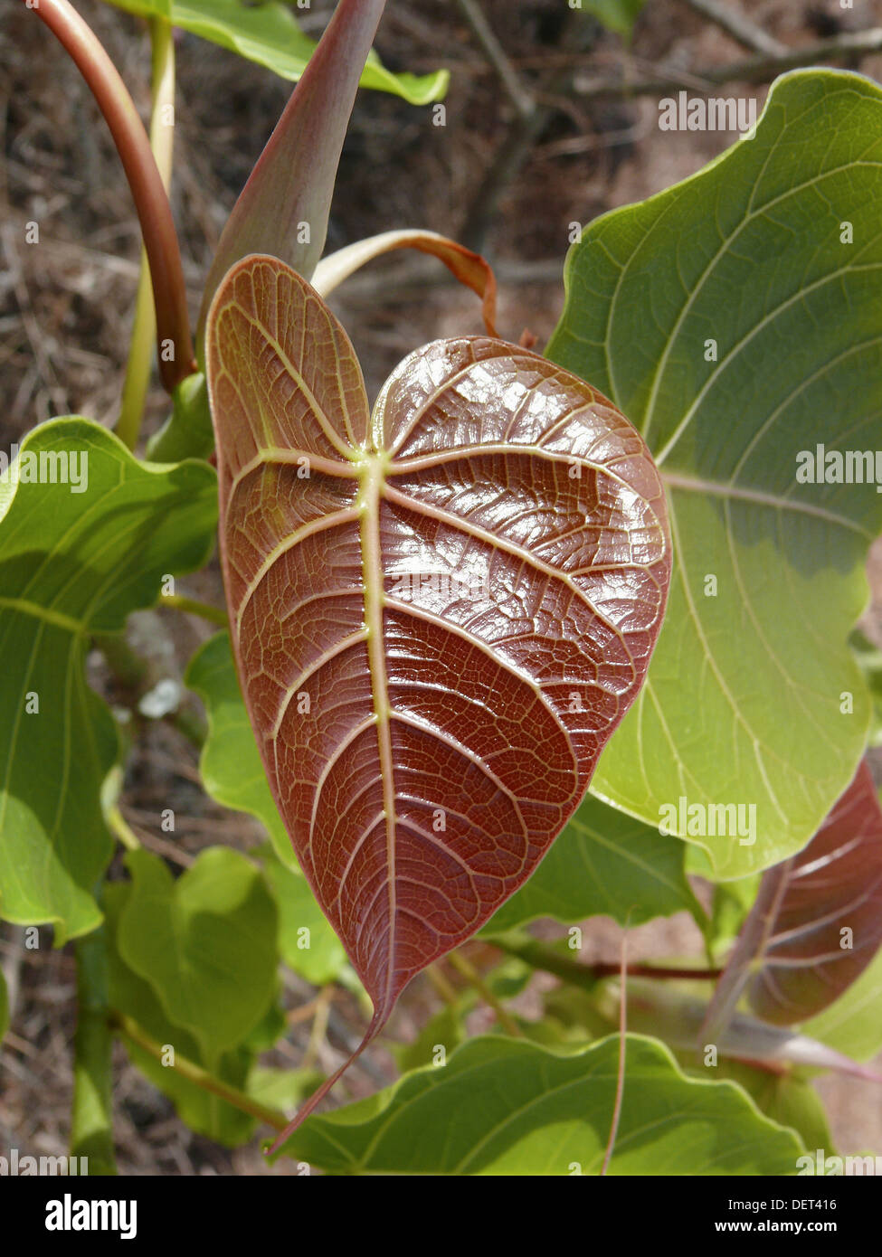 India ficus religiosa pipal tree hi-res stock photography and images ...