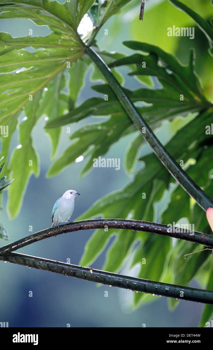 Snowy cotinga hi-res stock photography and images - Alamy