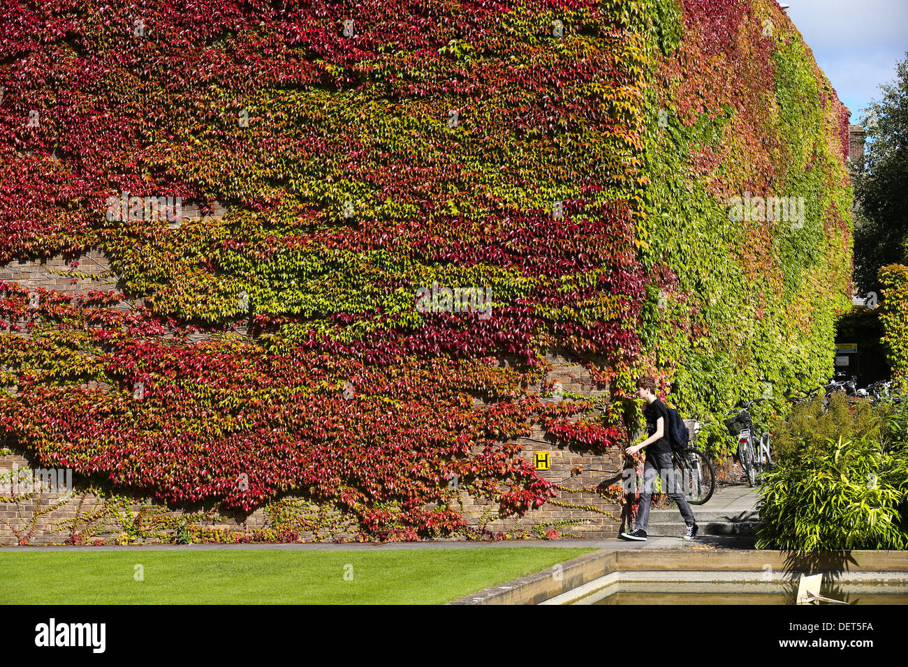 BOSTON IVY ON THE WALL OF CHURCHILL COLLEGE AT CAMBRIDGE UNIVERSITY IN ...