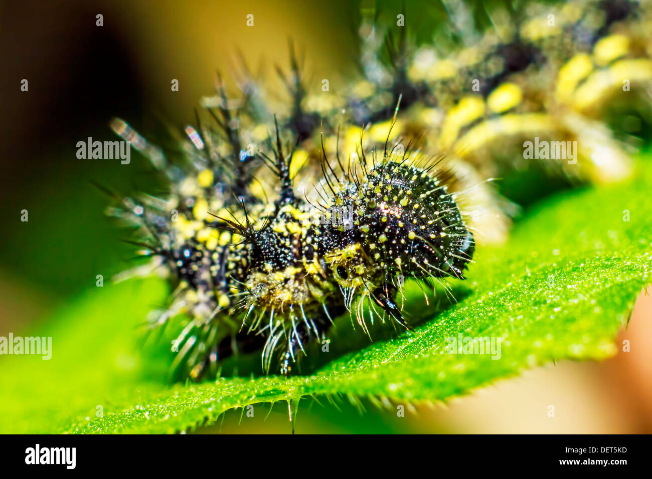 The Caterpillar Larva Stock Photo - Alamy