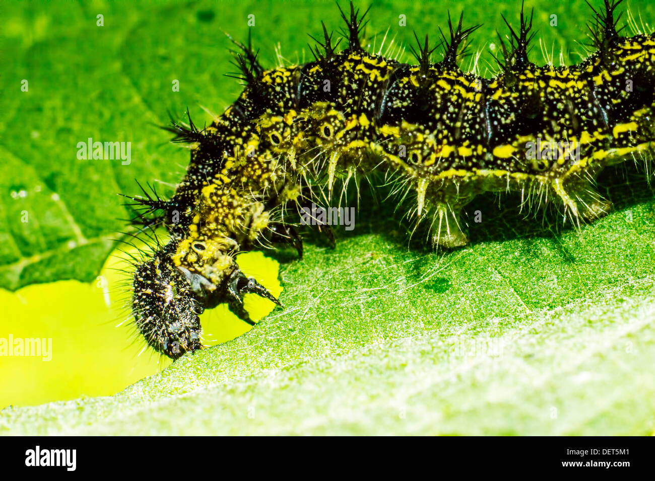 The Caterpillar Larva Stock Photo - Alamy
