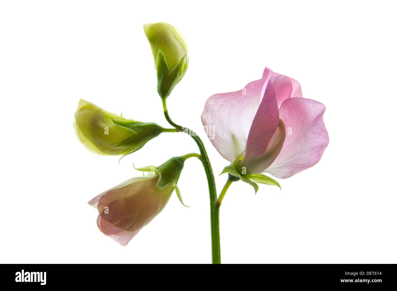 Pale Pink Sweet Pea against a white background Stock Photo - Alamy