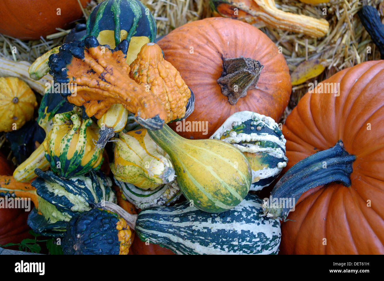 Pumpkin and gourd harvest for Autumn Fall decoration at change of ...