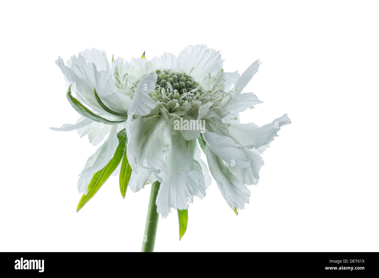 White Scabious flower against a white background Stock Photo - Alamy
