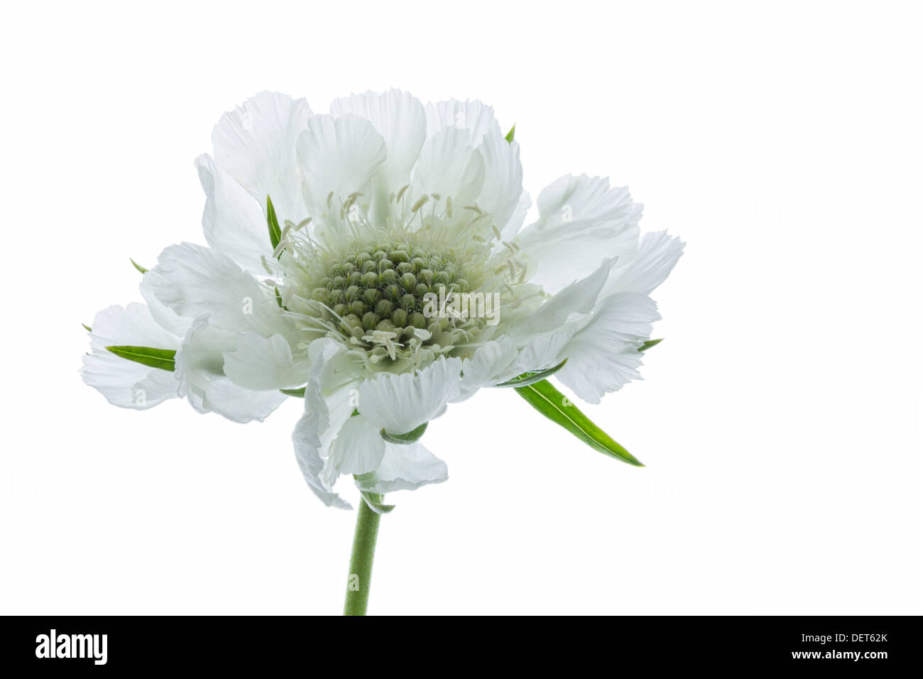White Scabious flower against a white background Stock Photo - Alamy