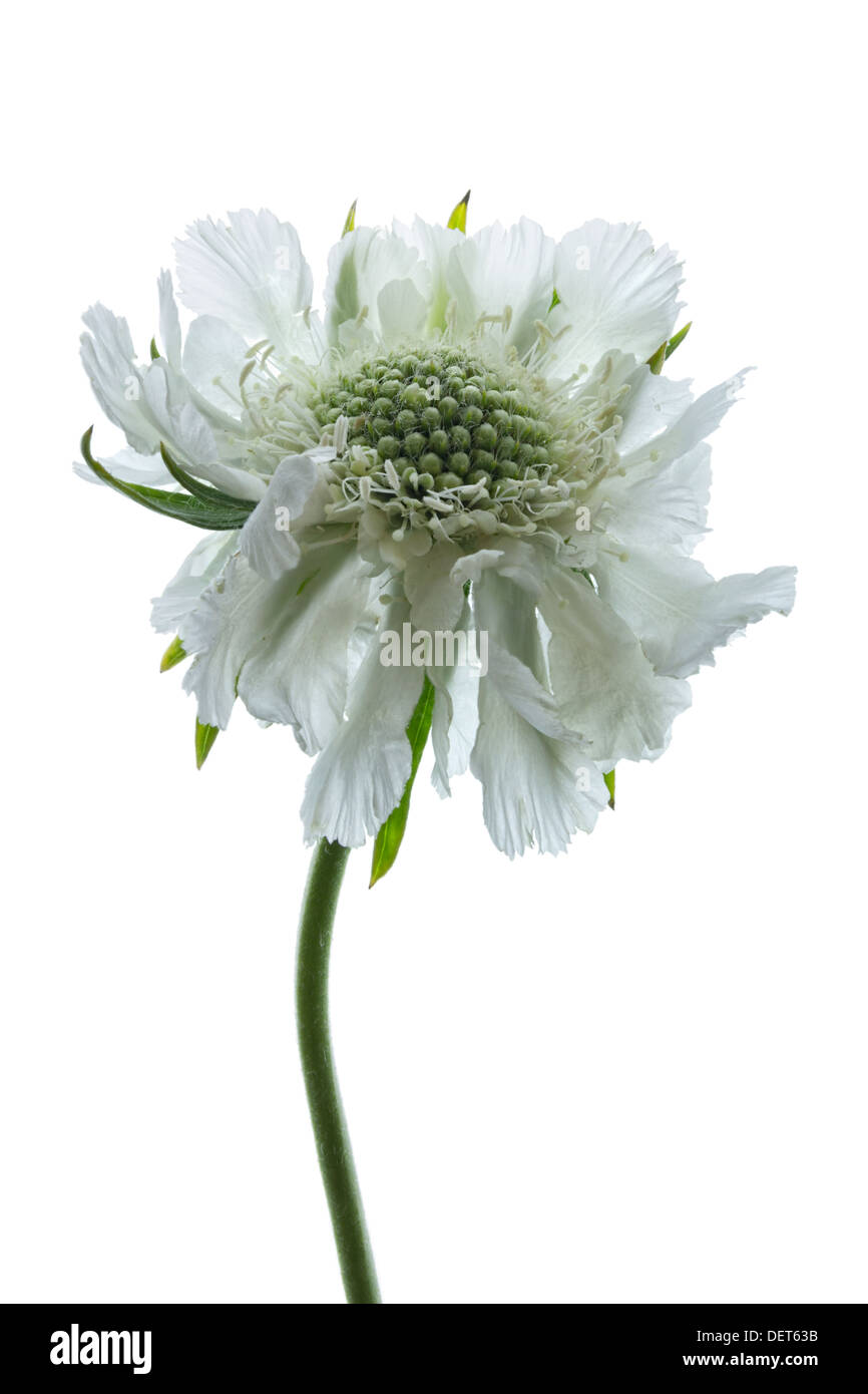 White Scabious flower against a white background Stock Photo - Alamy