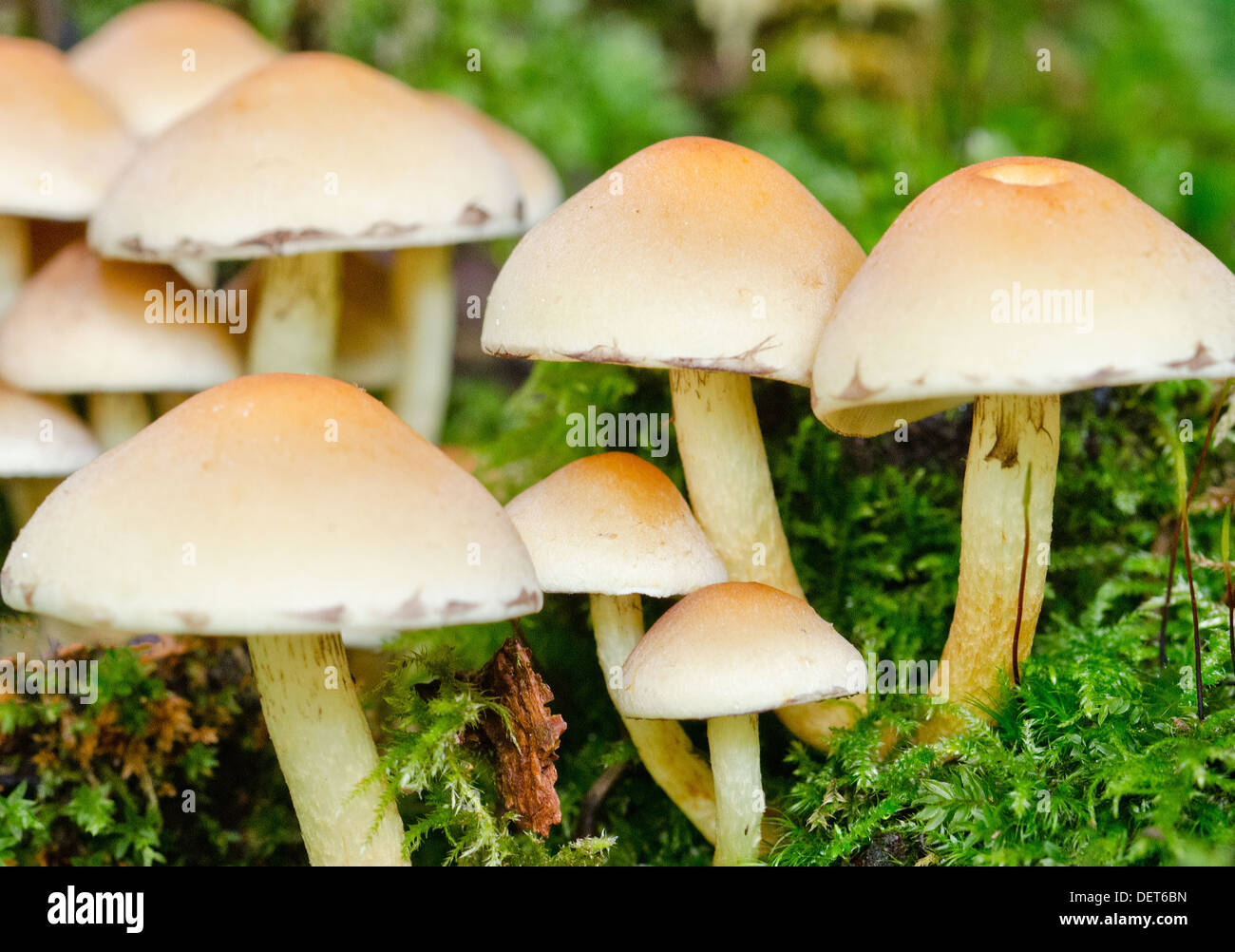 Brick Cap Fungi Stock Photo - Alamy