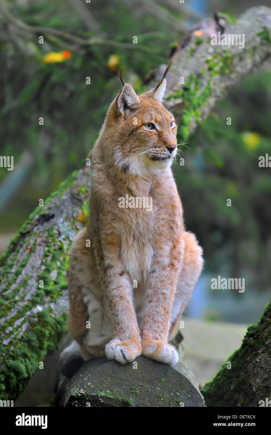 Lynx sitting hi-res stock photography and images - Alamy