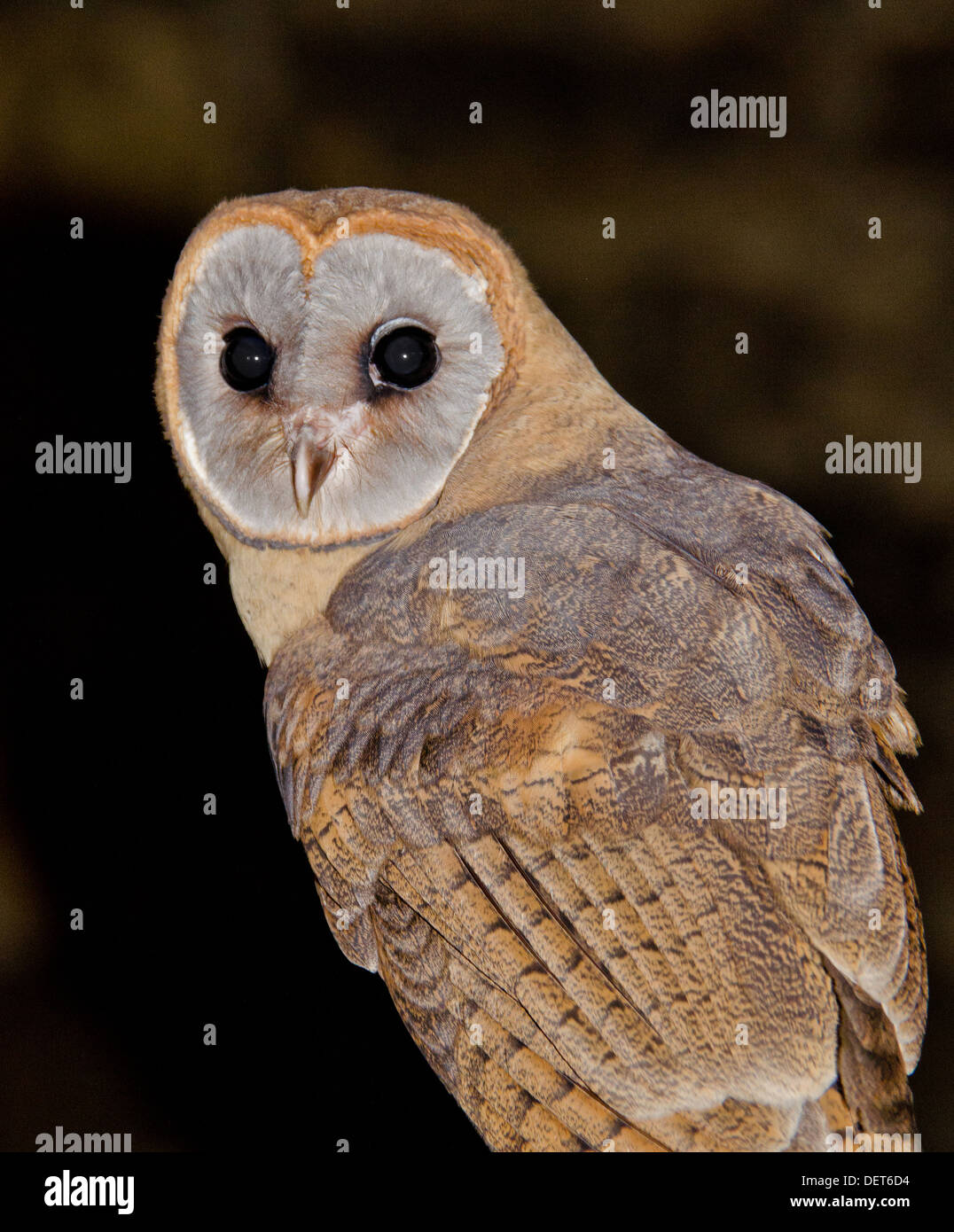 Ashy faced owl hi-res stock photography and images - Alamy