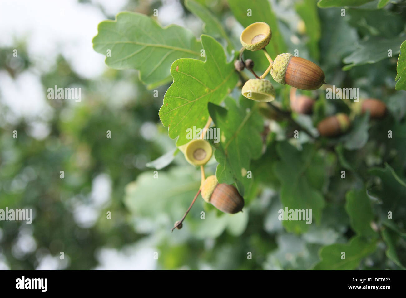 Ecological dedication hi-res stock photography and images - Alamy
