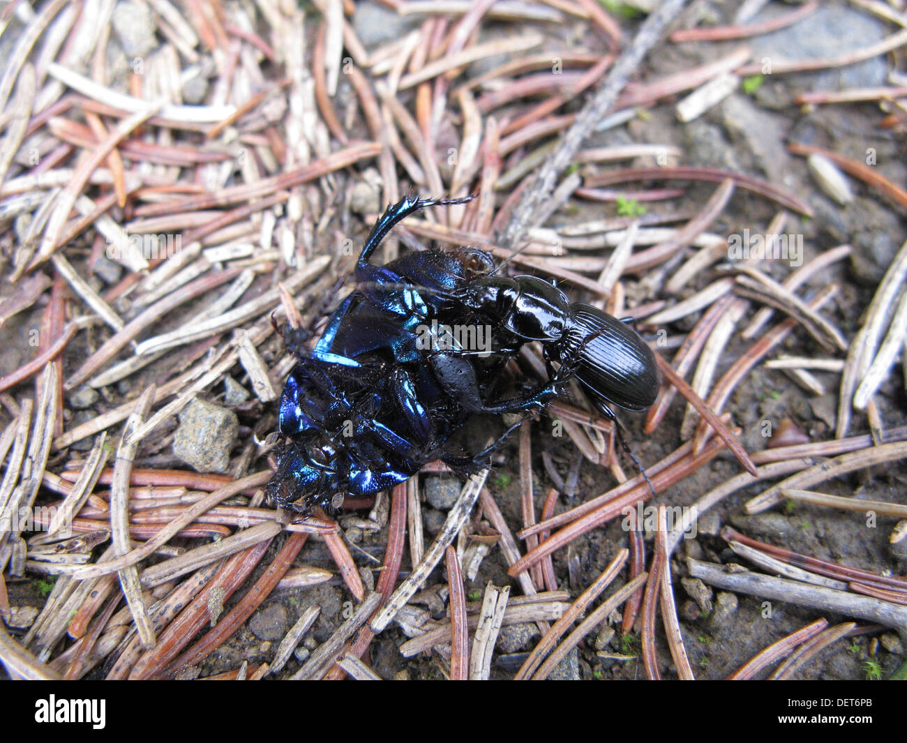 A Ground Beetle ( Agonum assimile ) Predating On A Dead Violet Ground ...