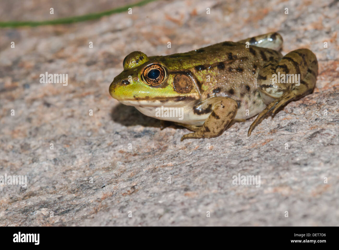 Lithobates clamitans hi-res stock photography and images - Alamy