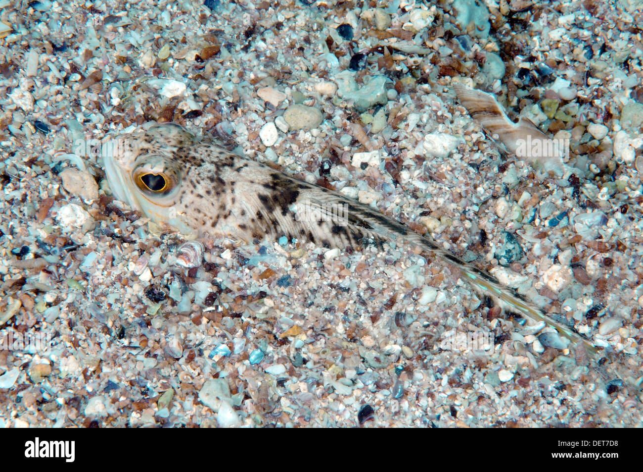 Weever trachinidae fish marine hi-res stock photography and images - Alamy