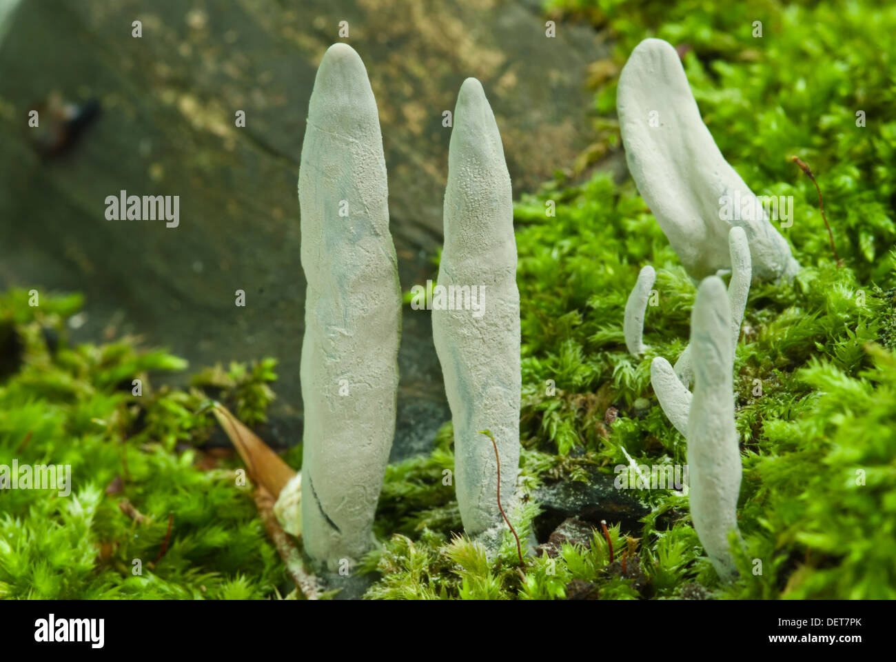 Grey dead man's fingers fungi (Xylaria polymorpha) growing among moss ...