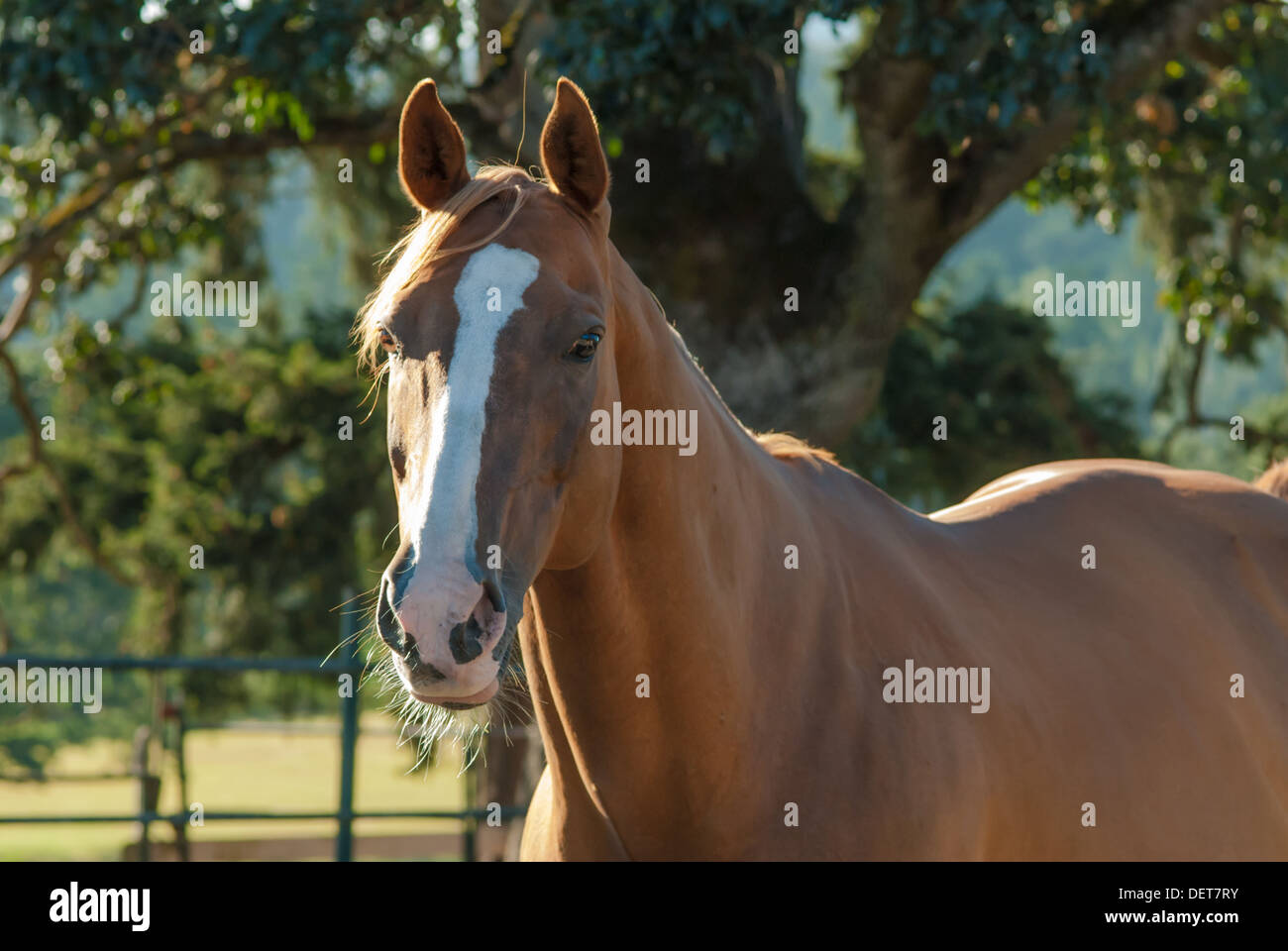 Brown horse standing in early evening light in front of an oak tree ...