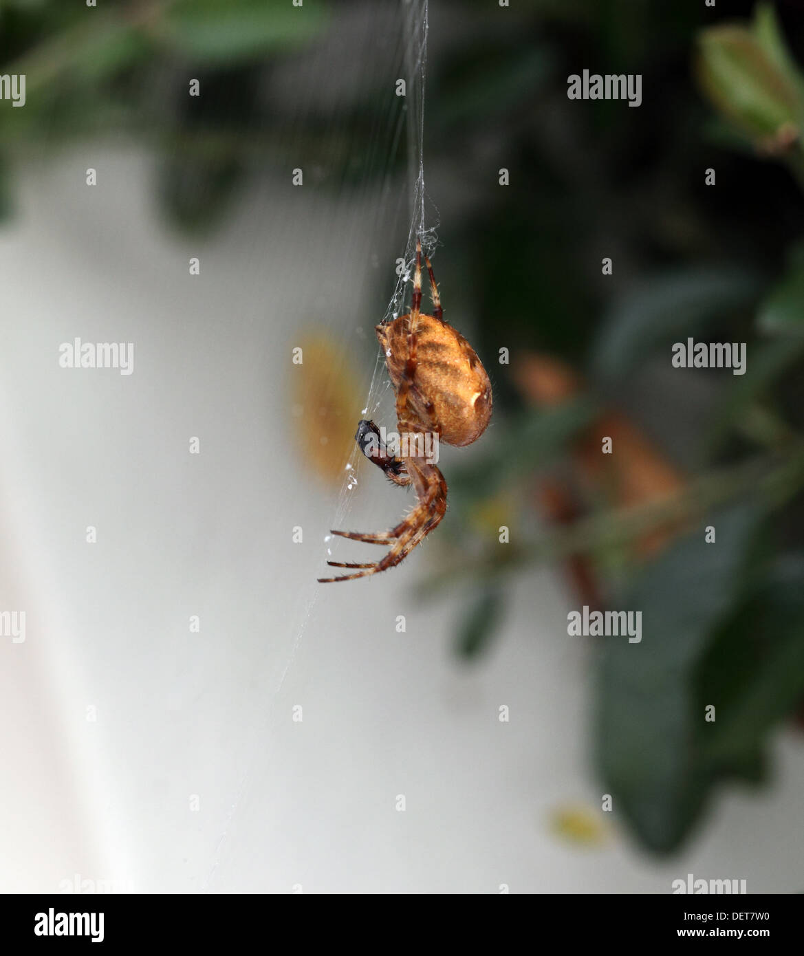 British garden spider eating a fly Stock Photo - Alamy